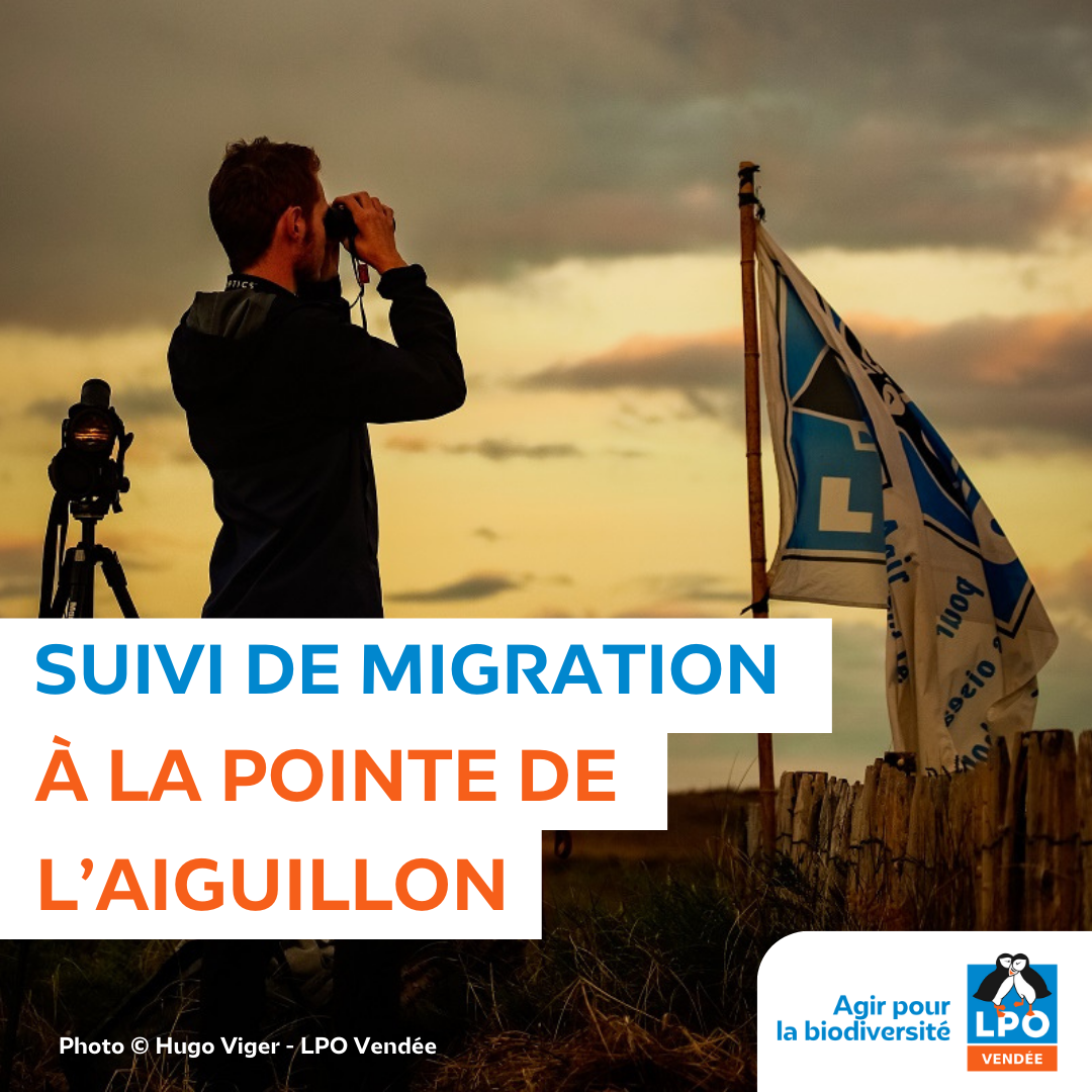 Oiseaux migrateurs - Point d'observation à La Pointe - LPO vendée